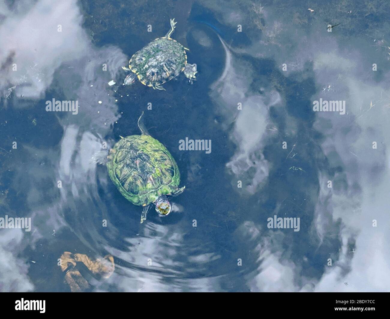 Green Sea Turtle Swimming Above Water Stock Photo - Alamy