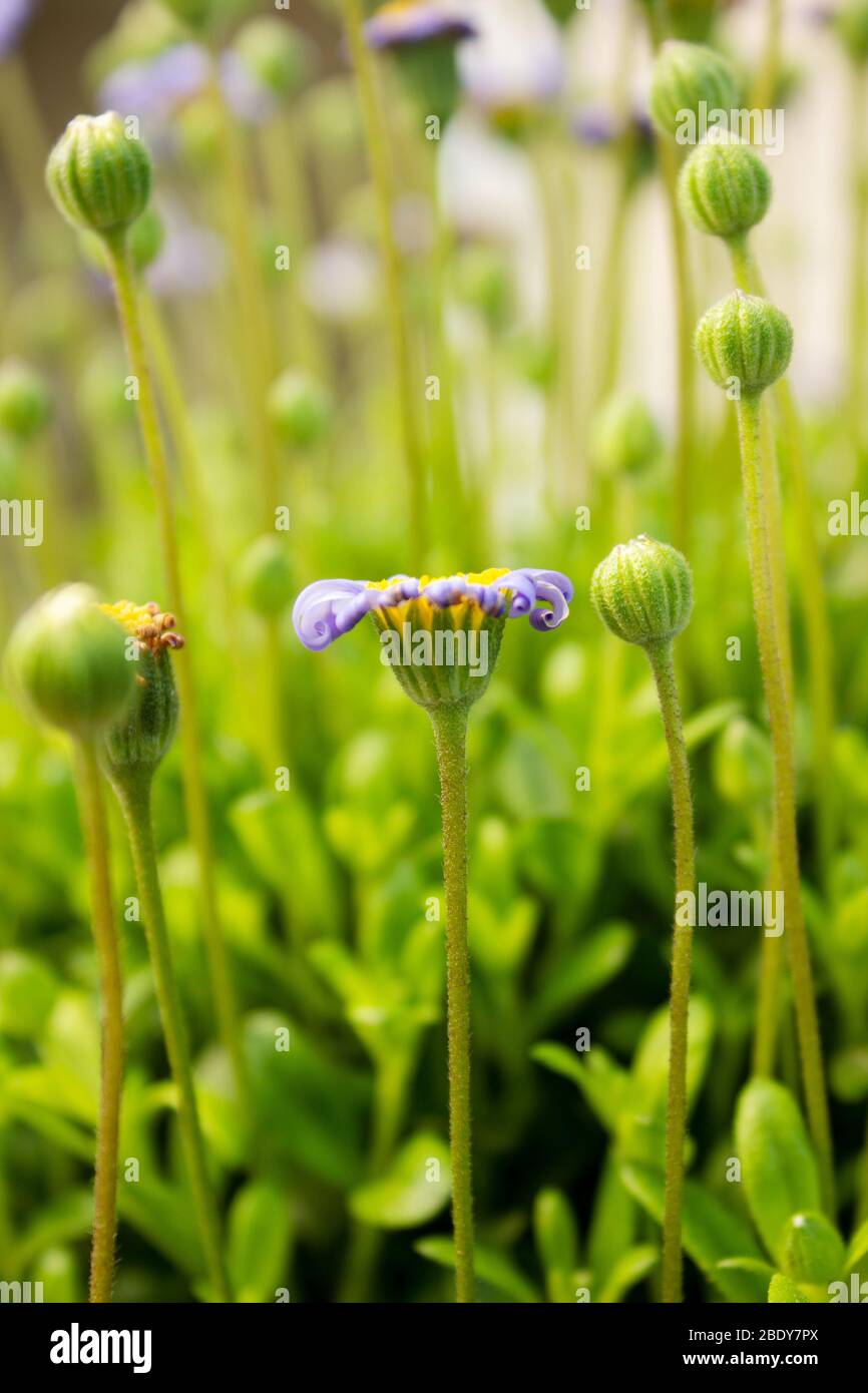 Caster plant hi-res stock photography and images - Alamy