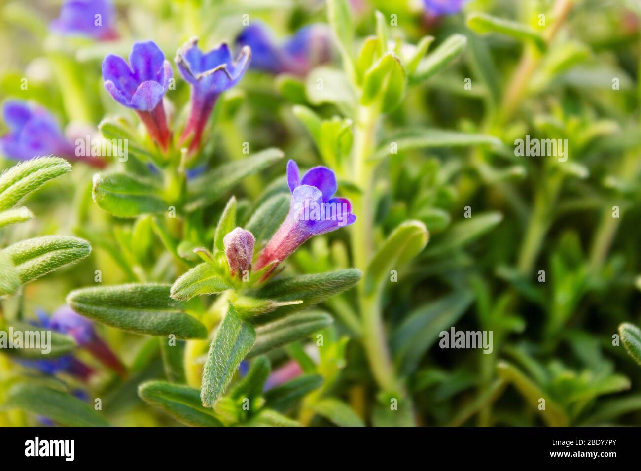 Lithodora diffusa, the purple gromwell, syn. Lithospermum diffusa, is a ...