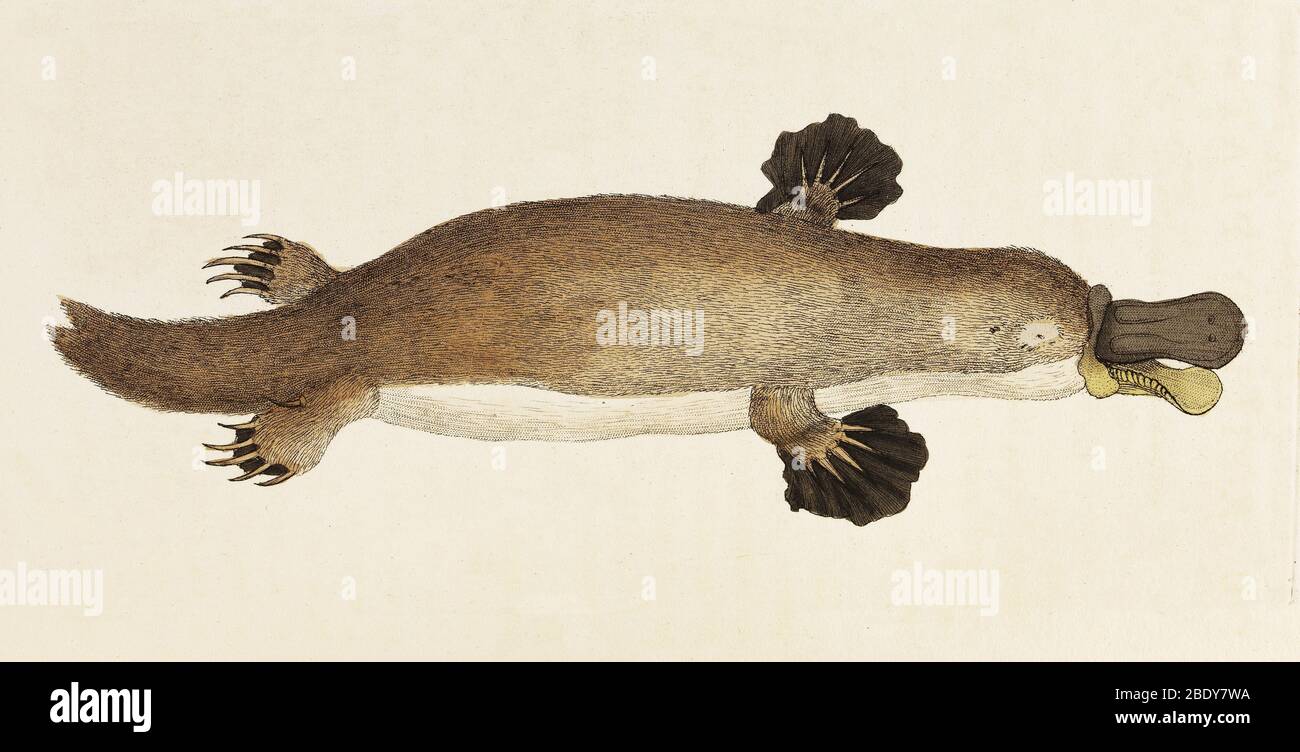 Duck-Billed Platypus (Ornithorhynchus anatinus Stock Photo - Alamy