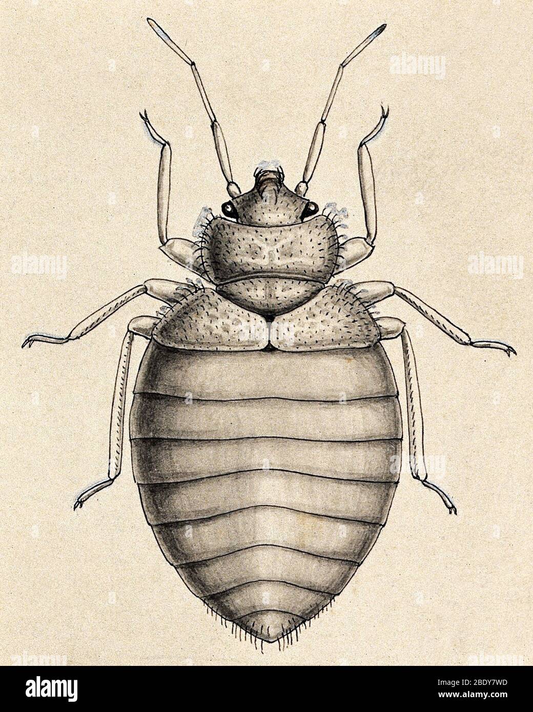 Cimex hemipterus hi-res stock photography and images - Alamy