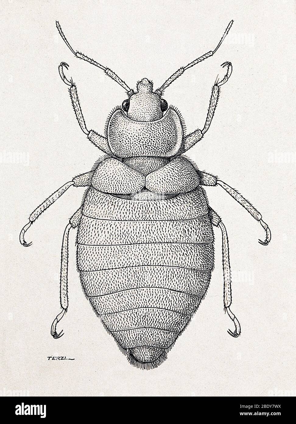 Male Tropical Bedbug, Cimex hemipterus Stock Photo - Alamy
