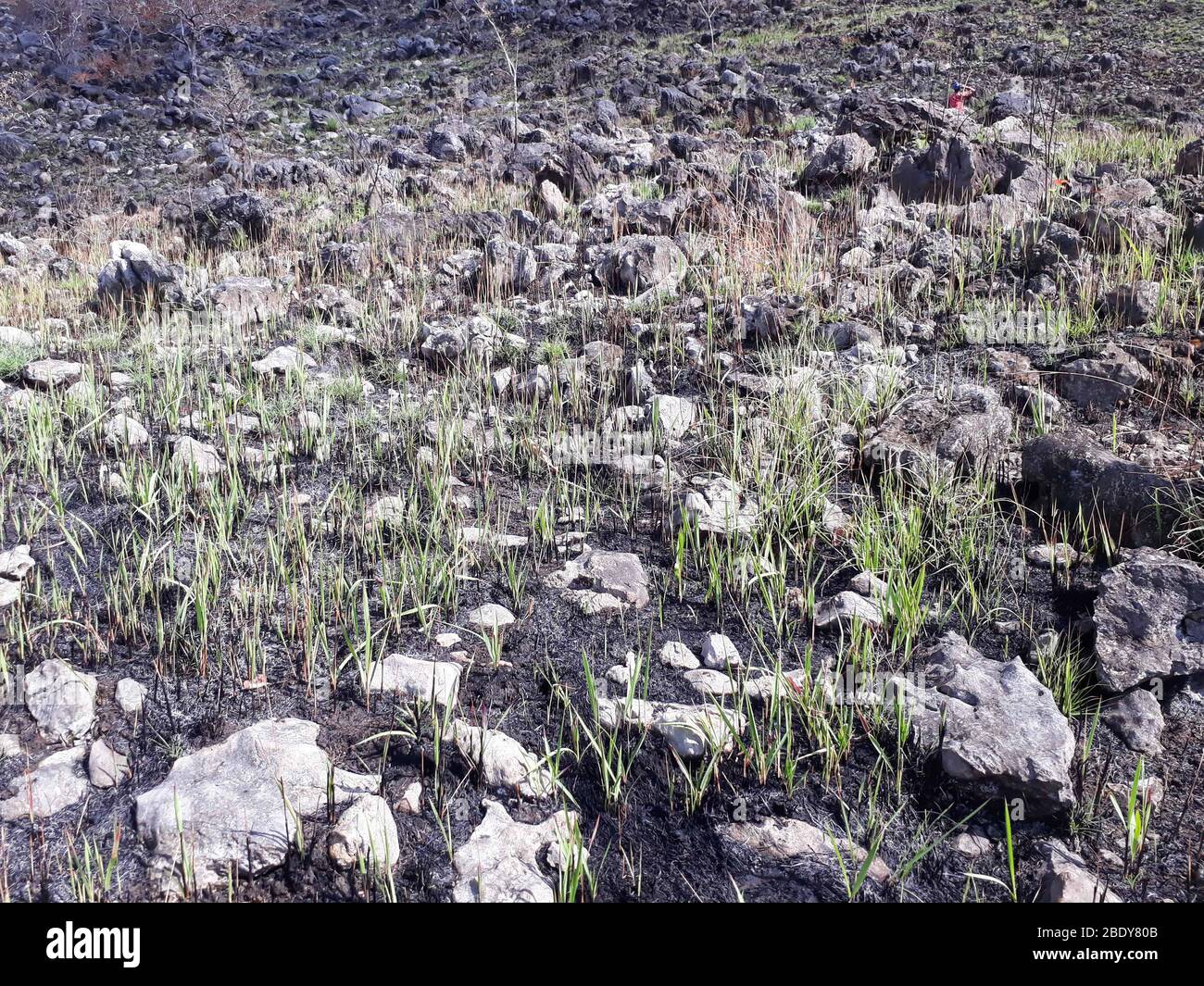 Plant sprouting rock hi-res stock photography and images - Alamy