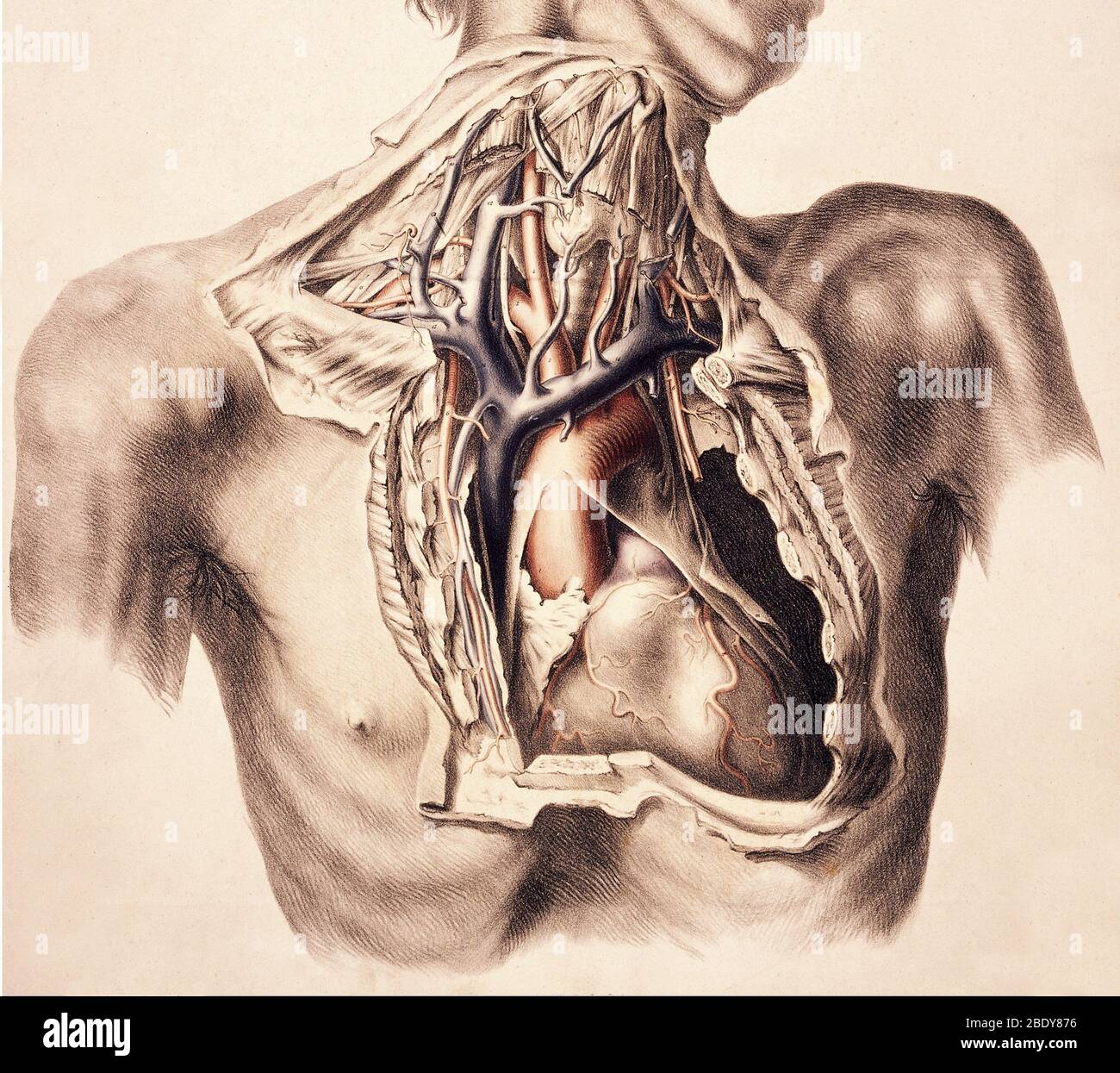 Arteries, Thorax and Neck, Illustration, 1844 Stock Photo - Alamy