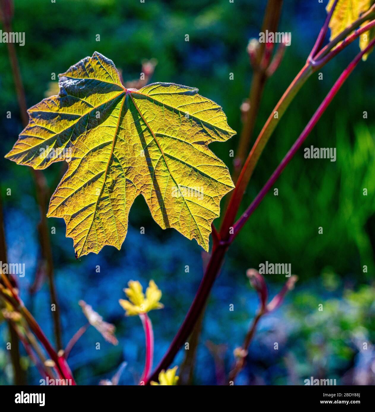 Leaf on a bigleaf maple sapling catches morning sunlight Stock Photo ...