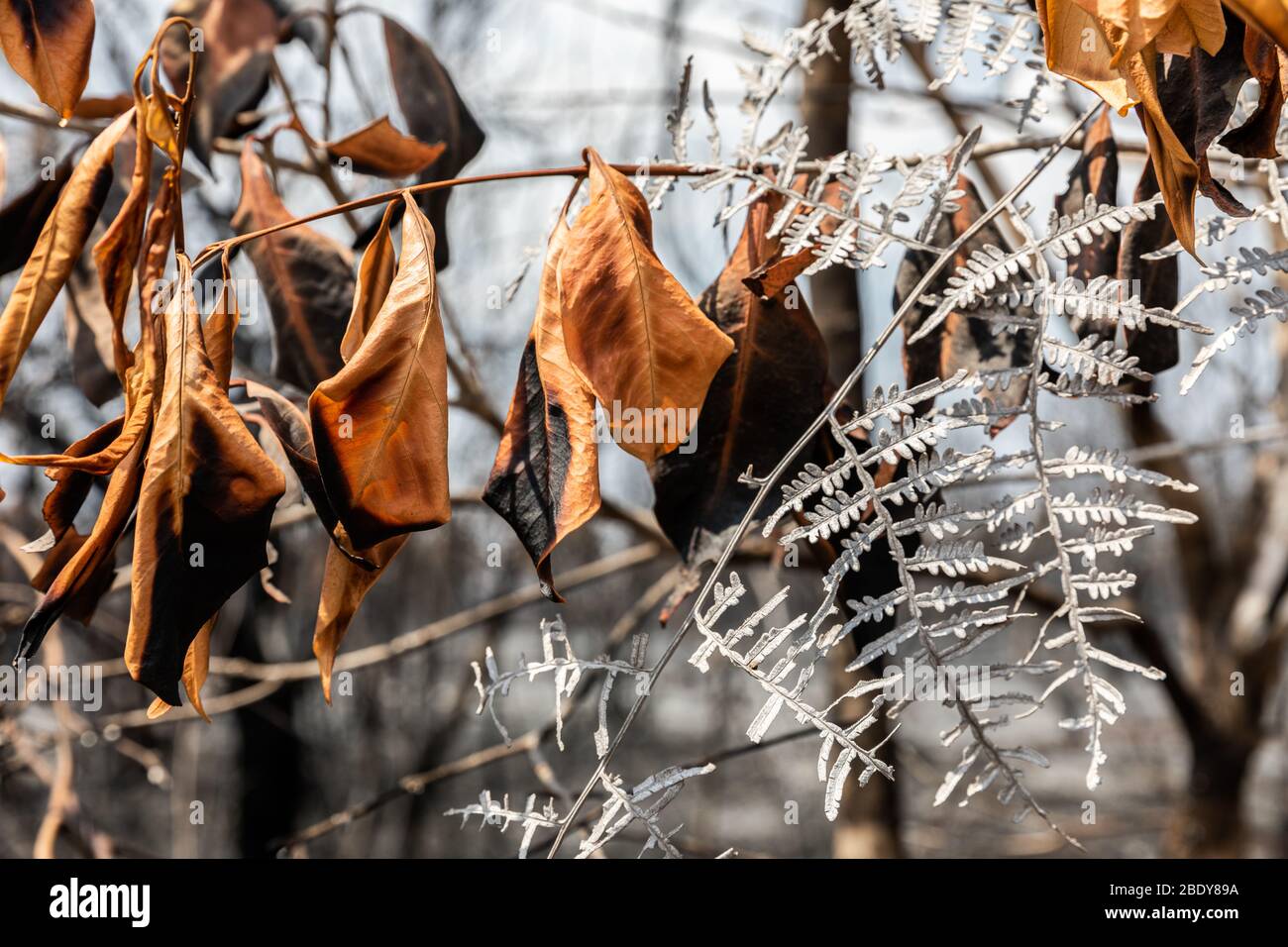 Dead tropical rainforest leaves hi-res stock photography and images - Alamy