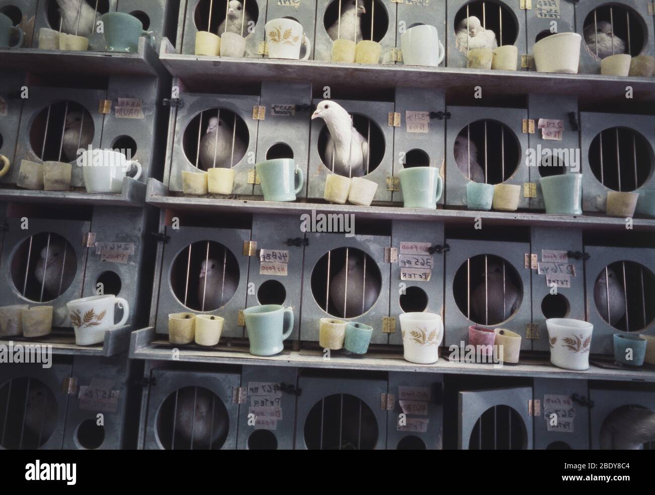 Pigeons in B.F. Sinner's lab Stock Photo - Alamy