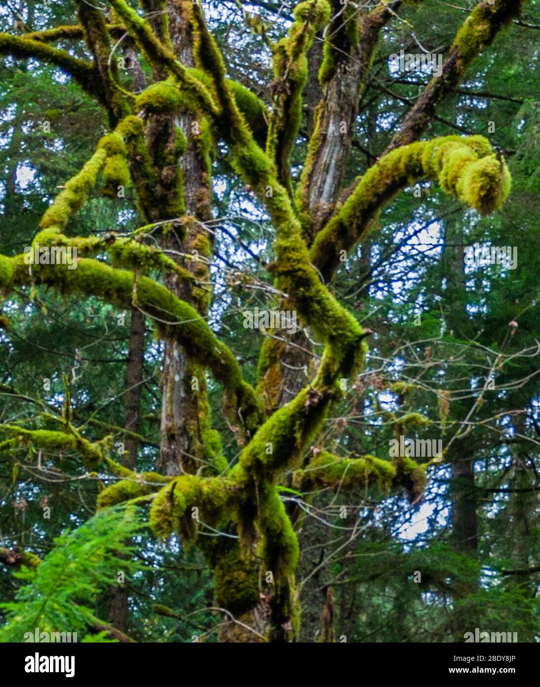 Moss covered tree branch in Washington's Olympic Forest Stock Photo - Alamy