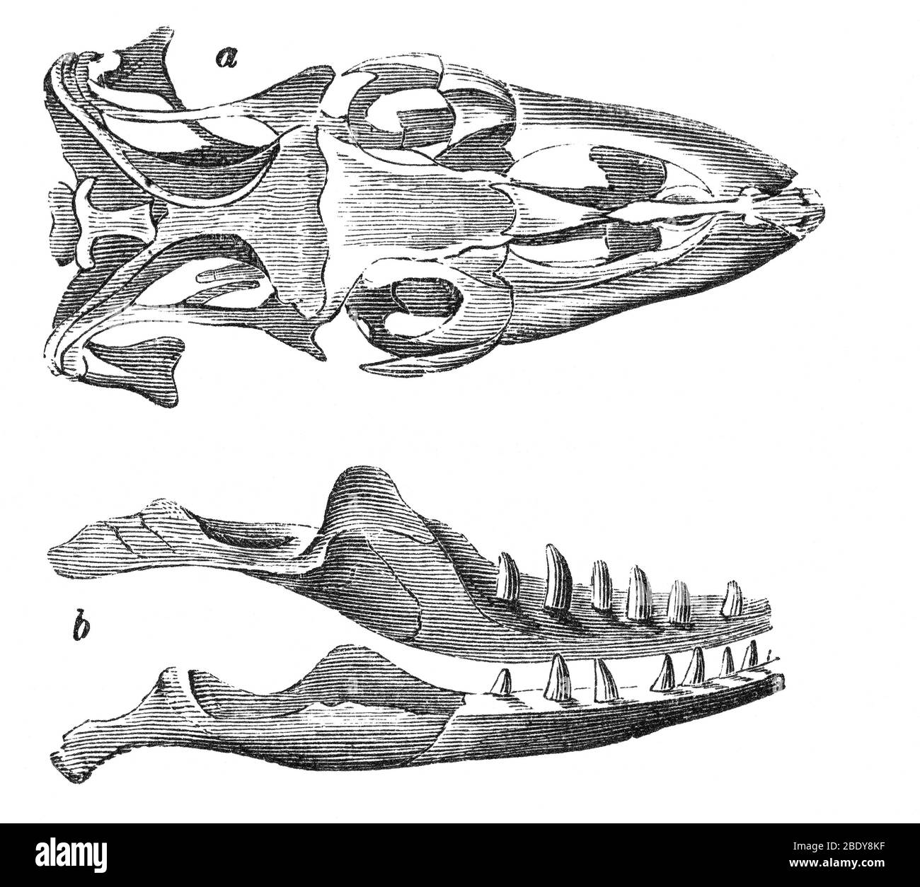 Monitor lizard skull hi-res stock photography and images - Alamy