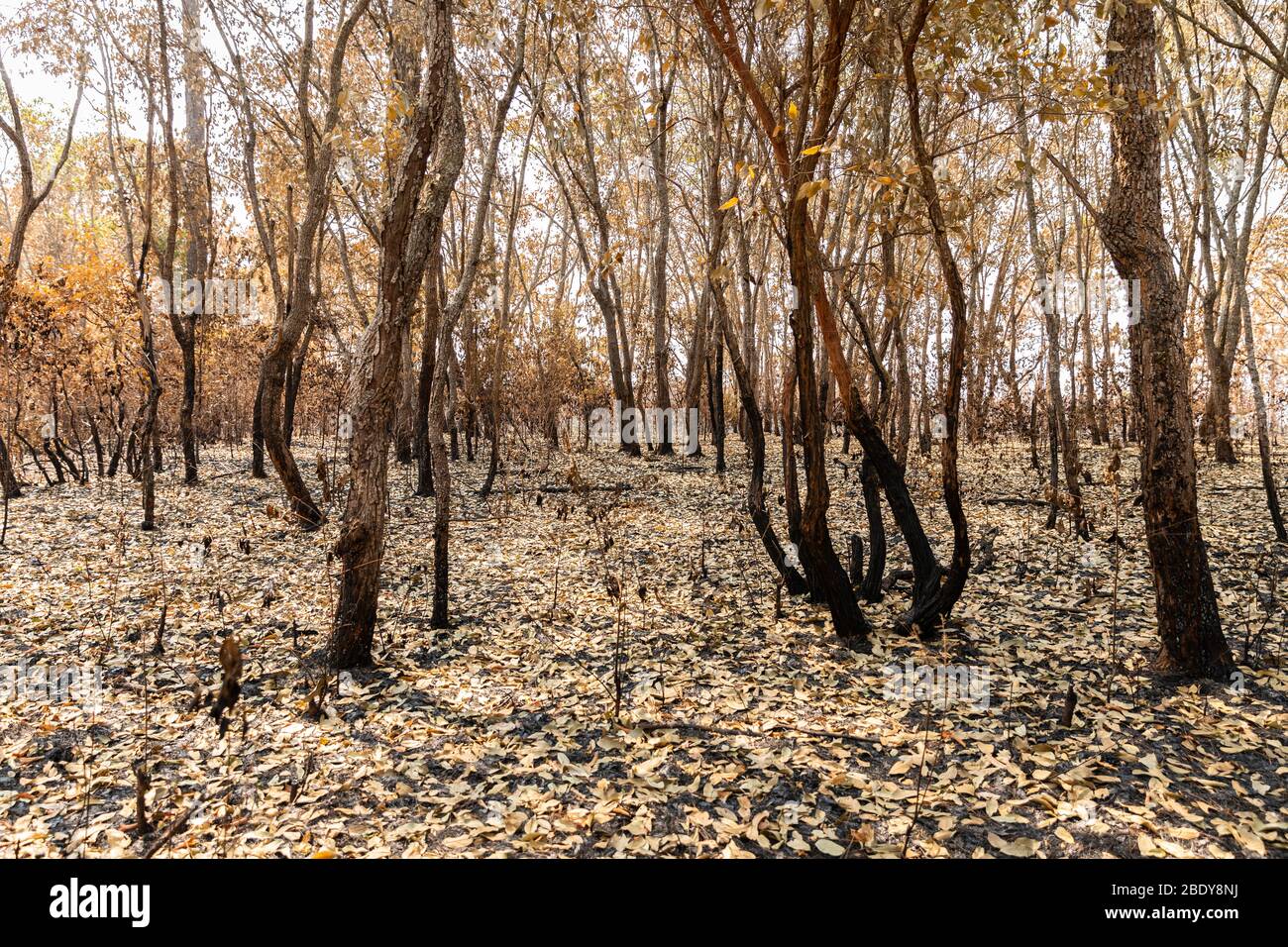 Landscape of trees and bushes burned by wildfire in tropical rainforest ...
