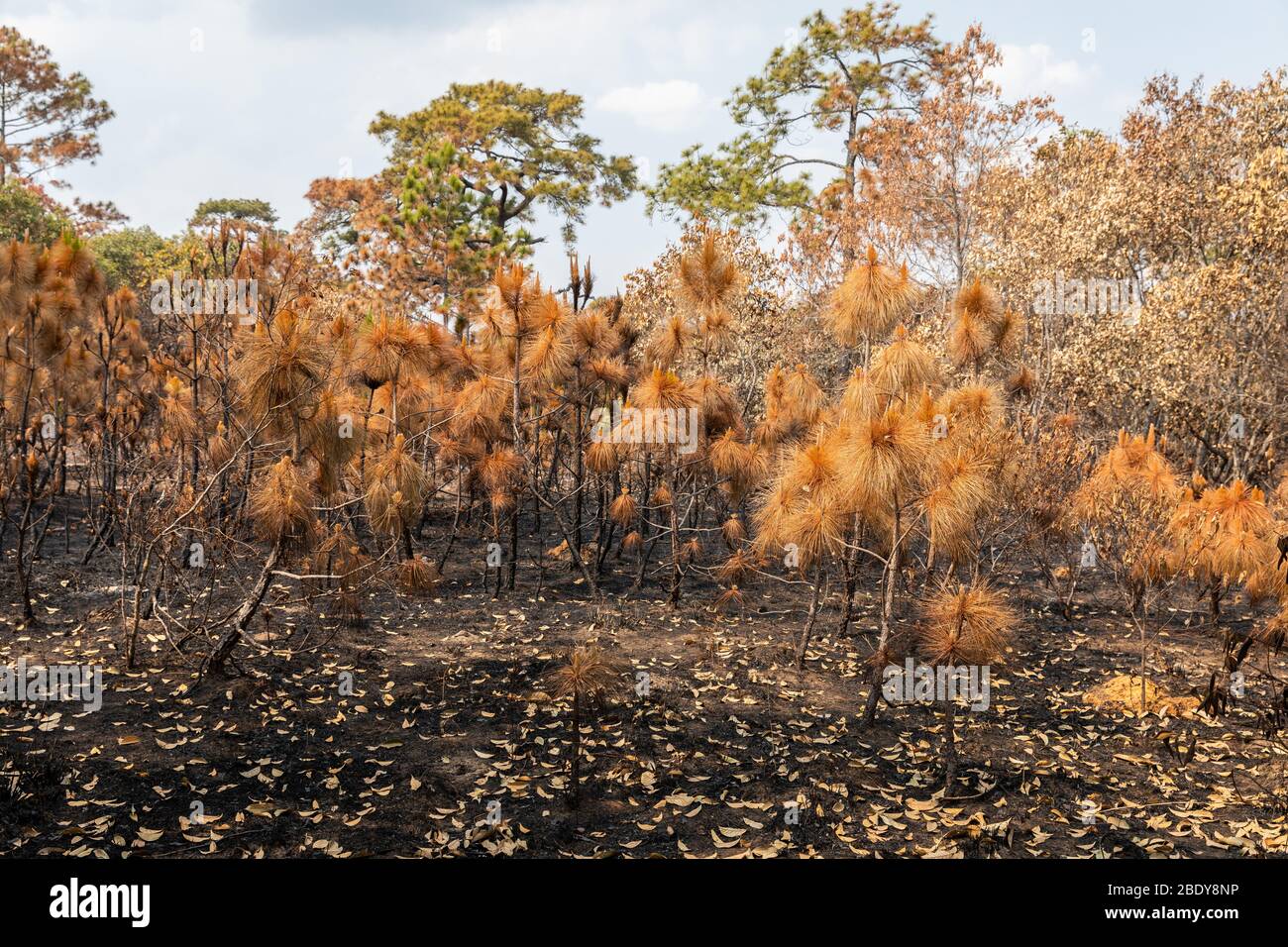 Landscape of trees and bushes burned by wildfire in tropical rainforest ...