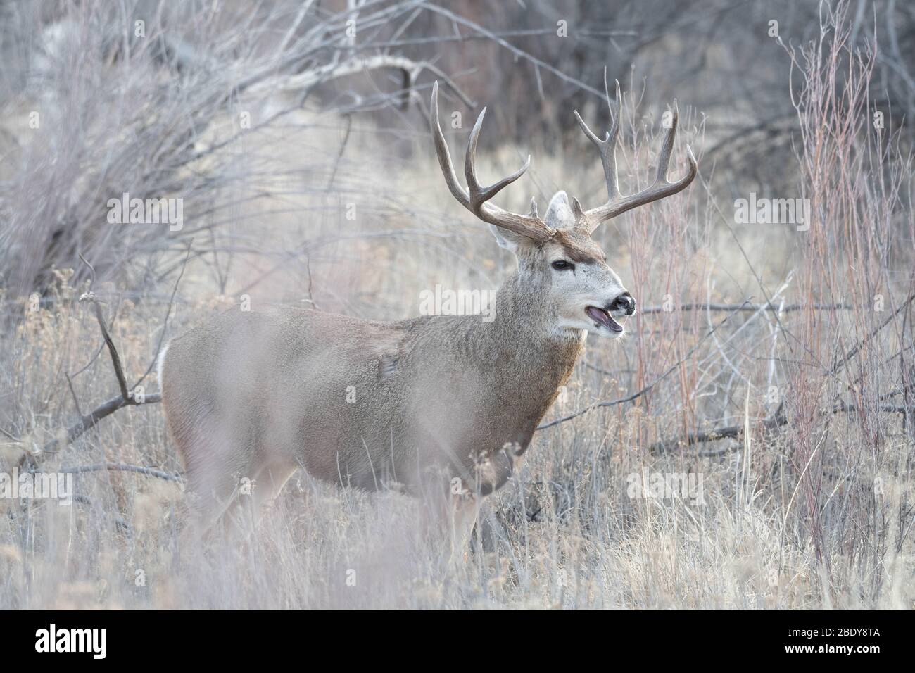 Rocky Mountain Mule Deer, (Odocoileus hemionus hemionus), Bosque del ...