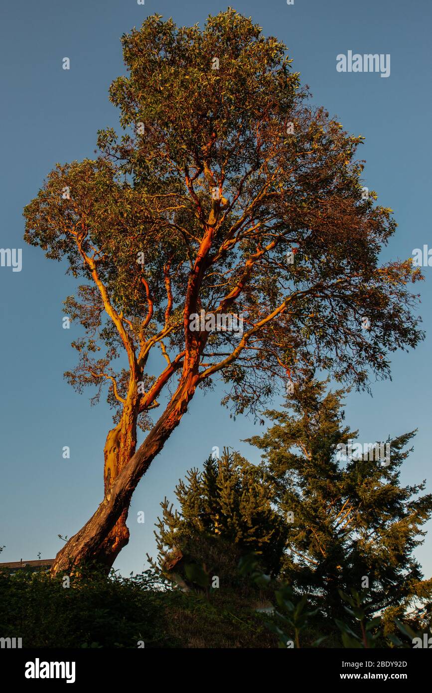 Pacific madrone trees hi-res stock photography and images - Alamy