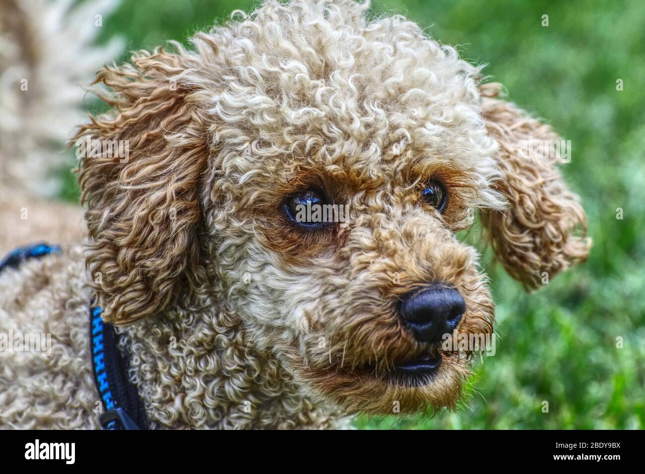 Cute and handsome dog Stock Photo - Alamy