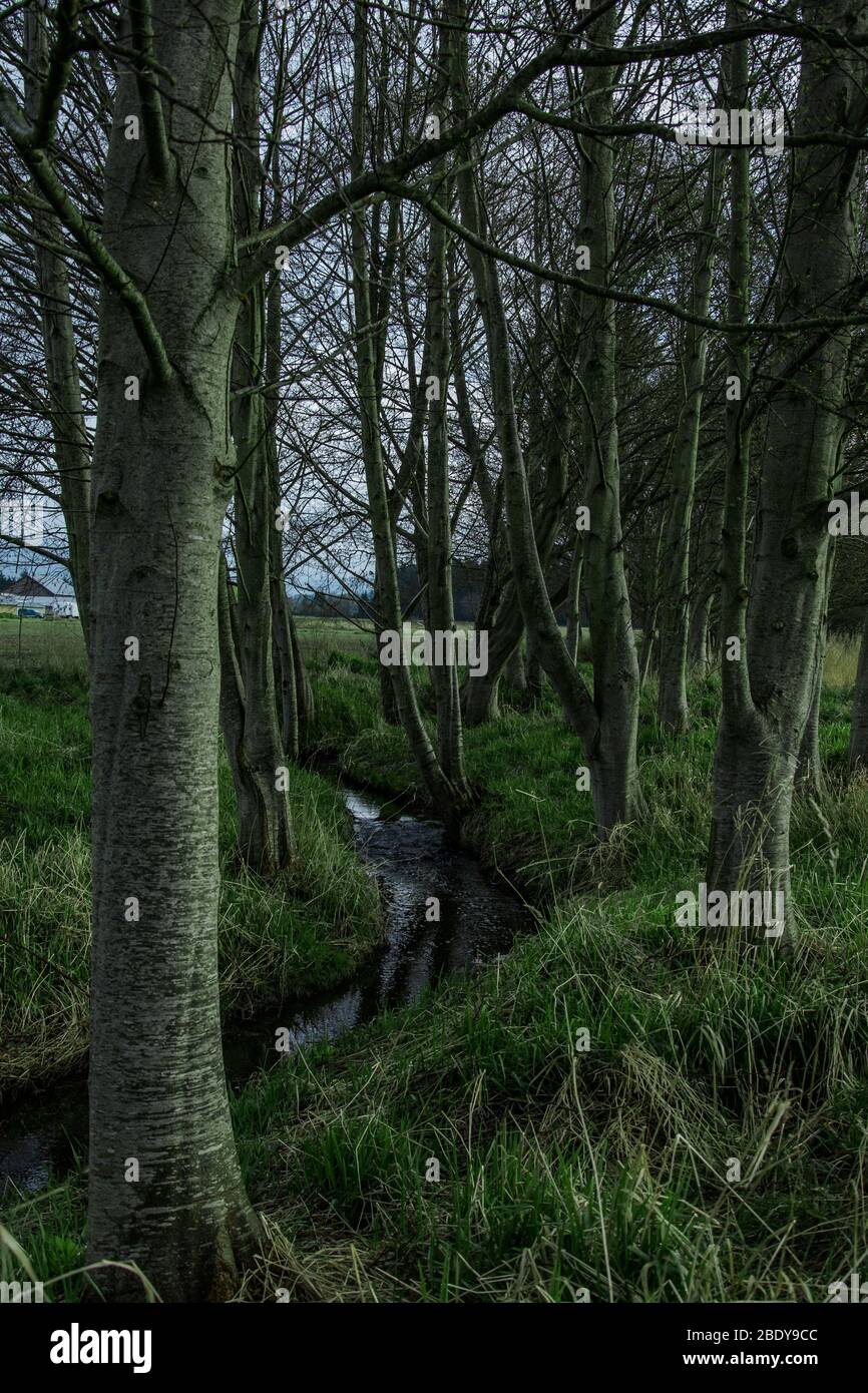 A quiet stream meanders through a grove of trees Stock Photo - Alamy