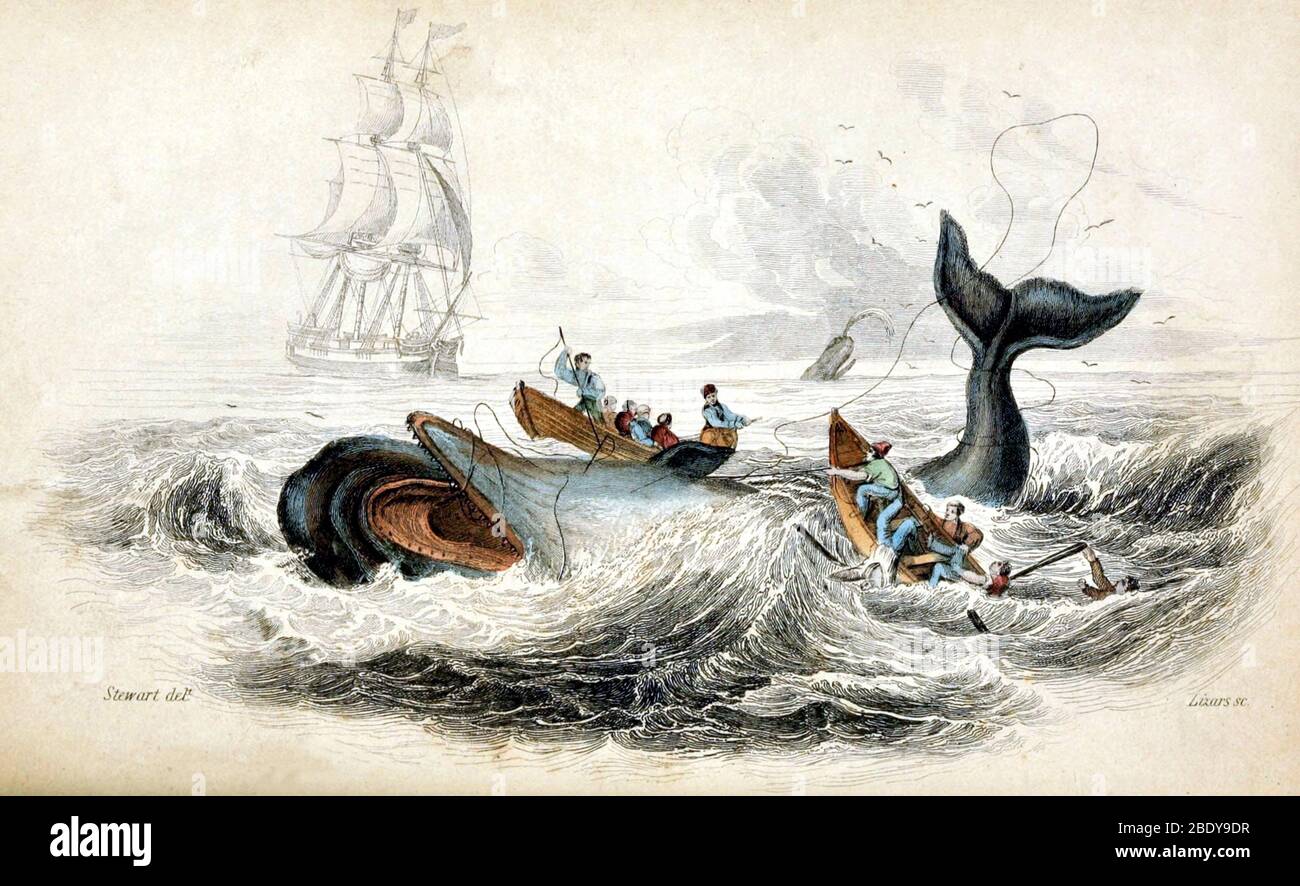 Whaling, Sperm Whale, 19th Century Stock Photo - Alamy