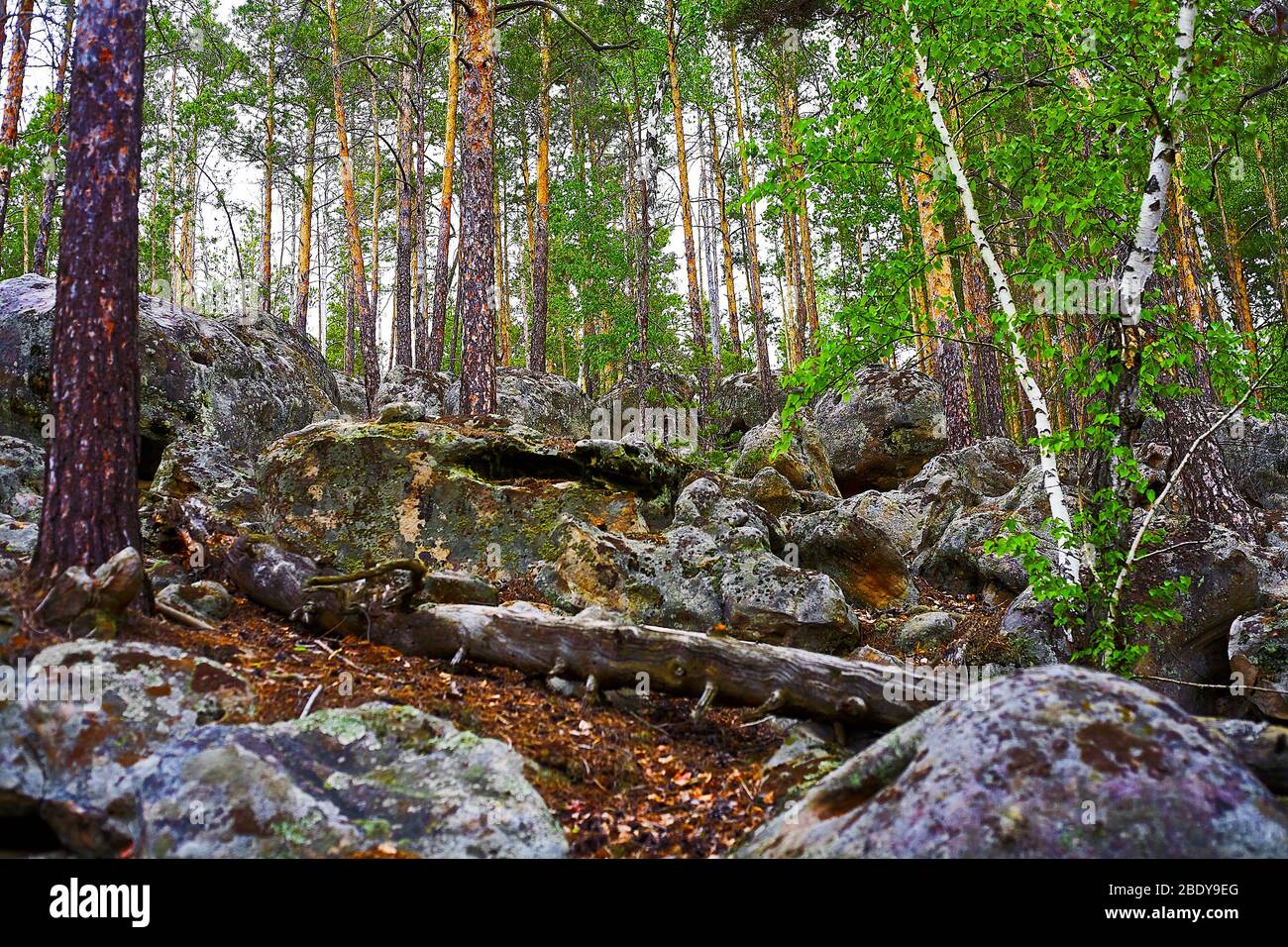 Woodland camping rocks hi-res stock photography and images - Alamy