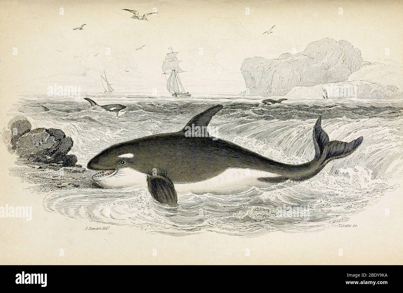 Orca AKA Killer Whale, 19th Century Stock Photo - Alamy