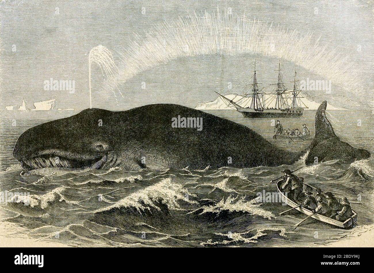 Whaling Ship 19th Century High Resolution Stock Photography and Images ...