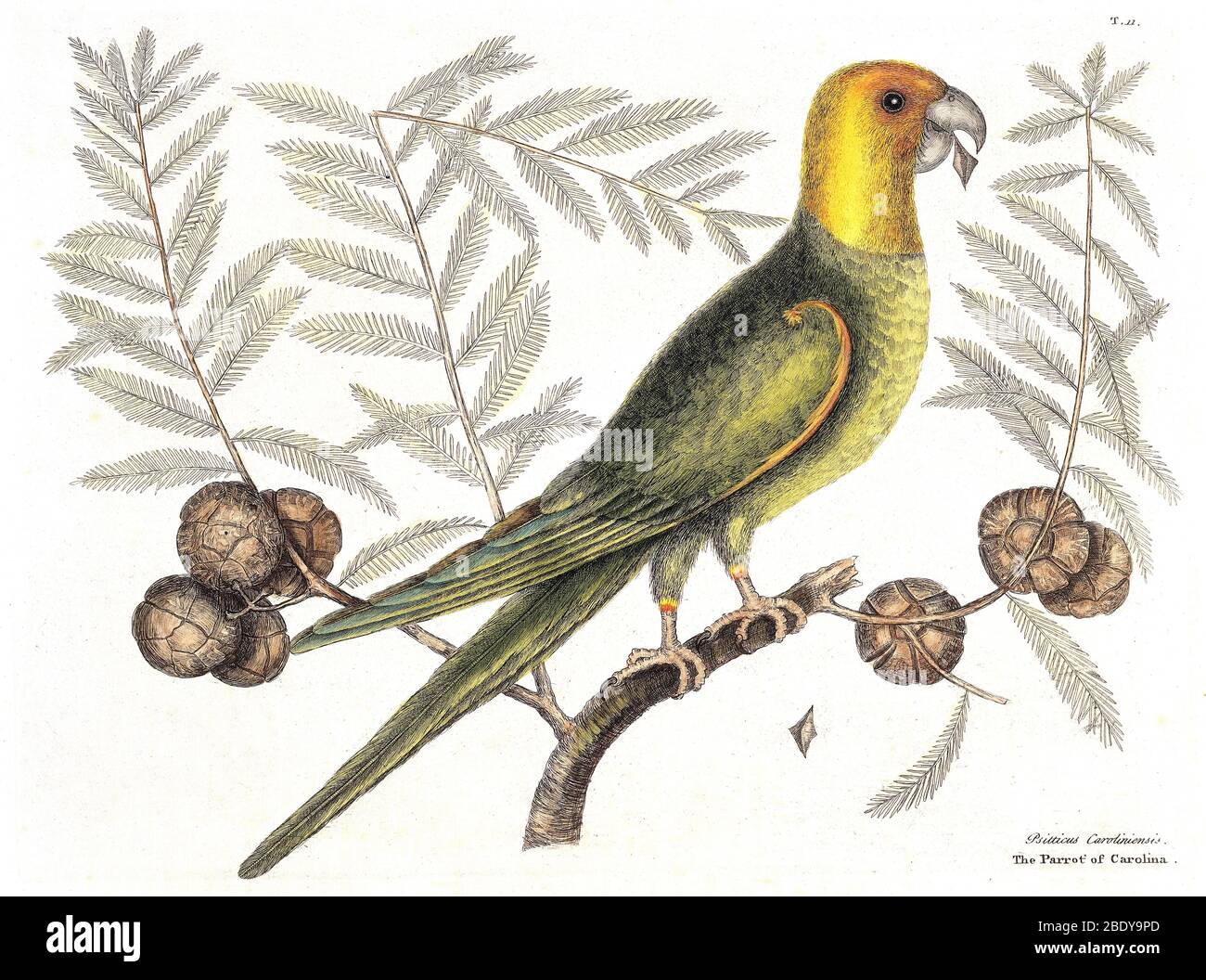 Engraving extinct animal Cut Out Stock Images & Pictures - Alamy