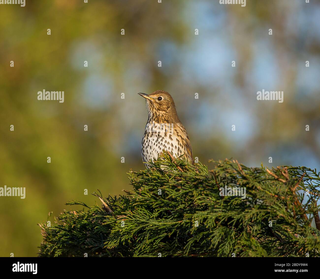 Song thrush perched in the golden hour hi-res stock photography and ...