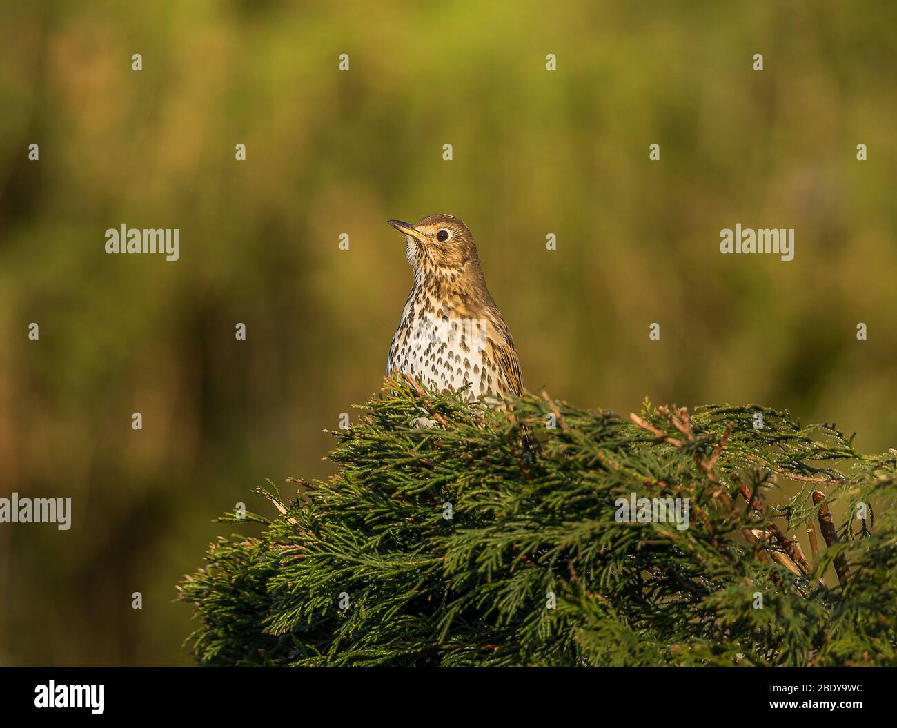 Song thrush perched in the golden hour hi-res stock photography and ...