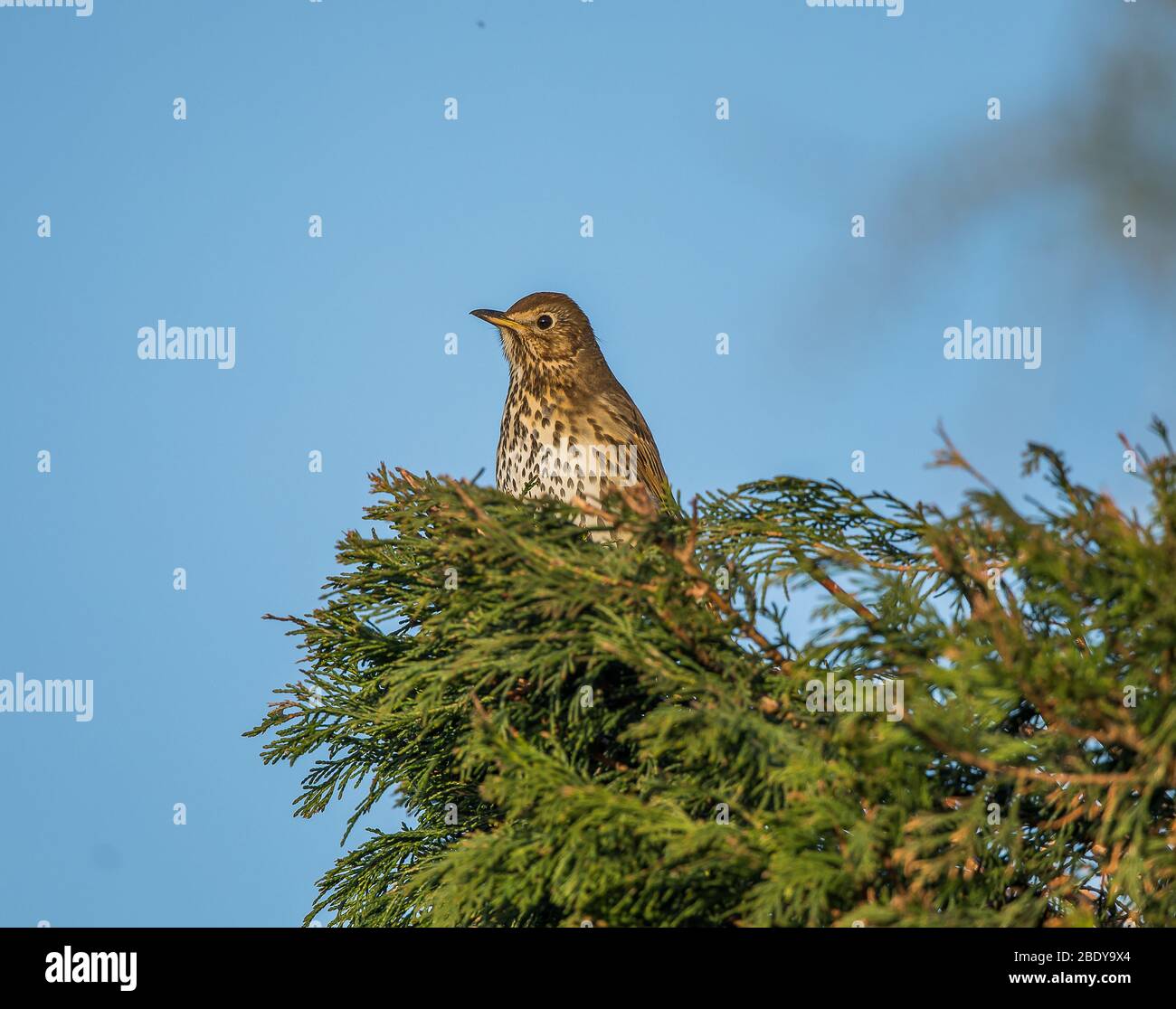 Song thrush perched in the golden hour hi-res stock photography and ...