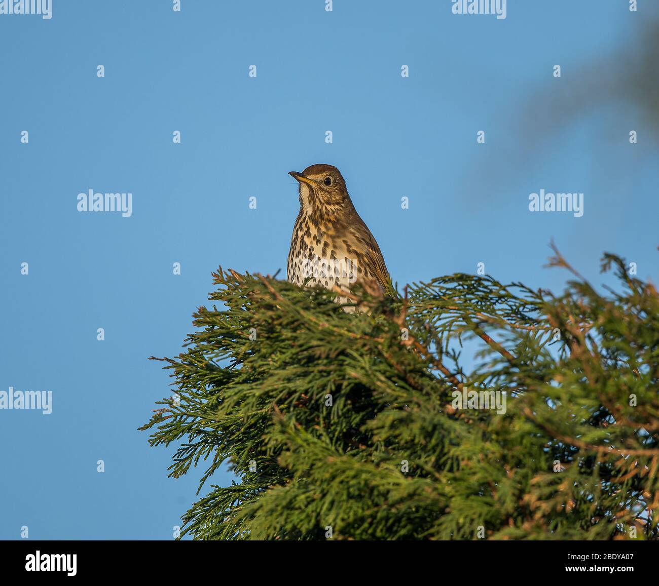 Song thrush perched in the golden hour hi-res stock photography and ...