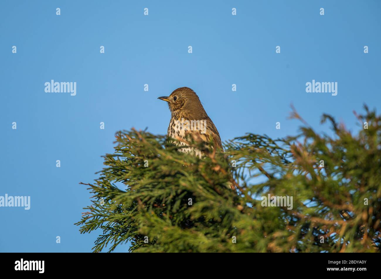 Song thrush perched in the golden hour hi-res stock photography and ...