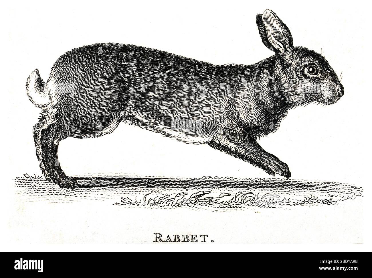 Hare Illustration