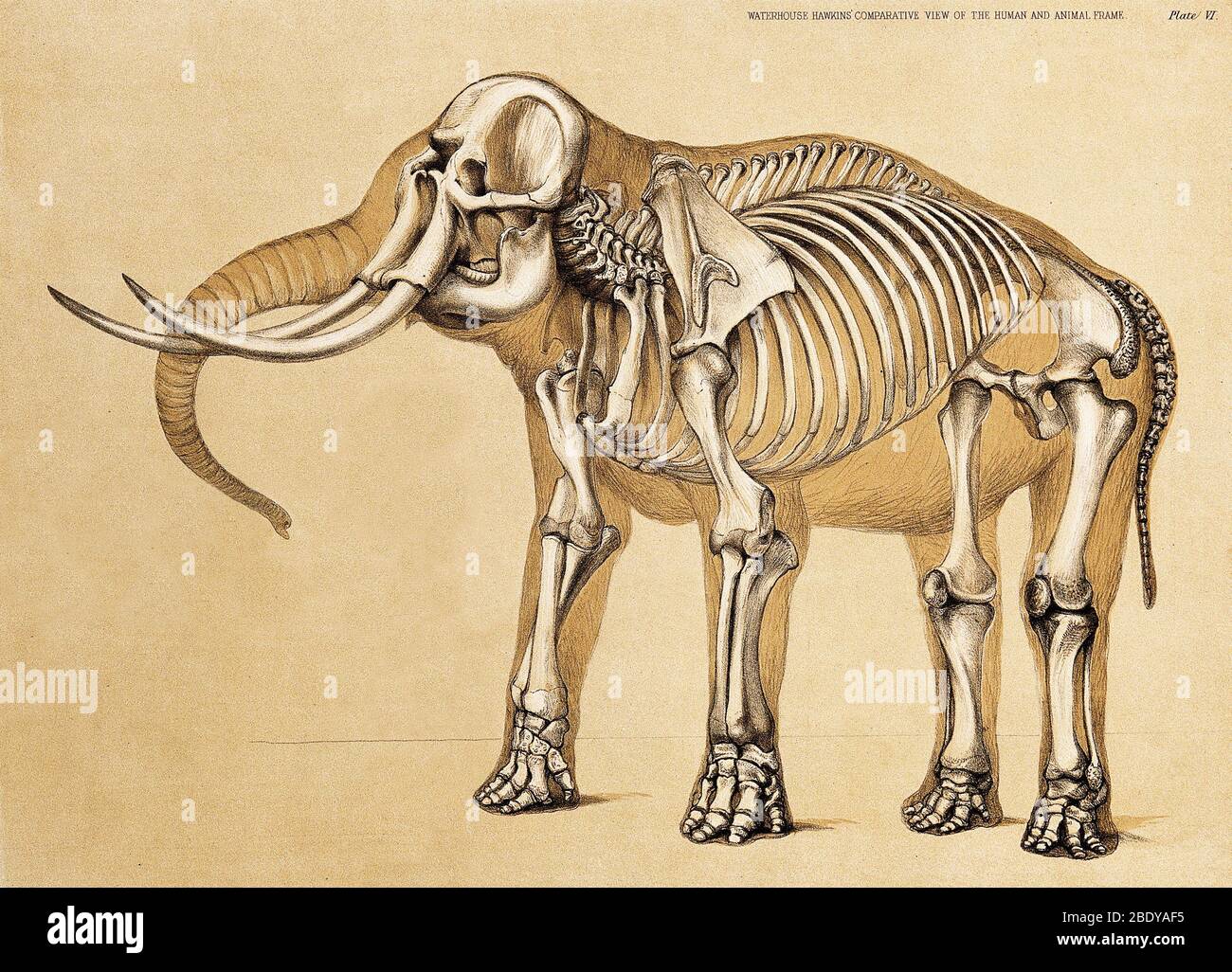 Skeleton of Elephant, 1860 Stock Photo - Alamy