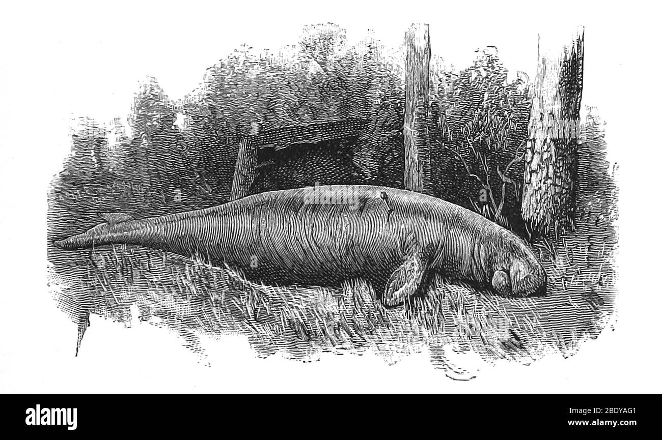 Dugong sea cow dugong dugong Black and White Stock Photos & Images - Alamy