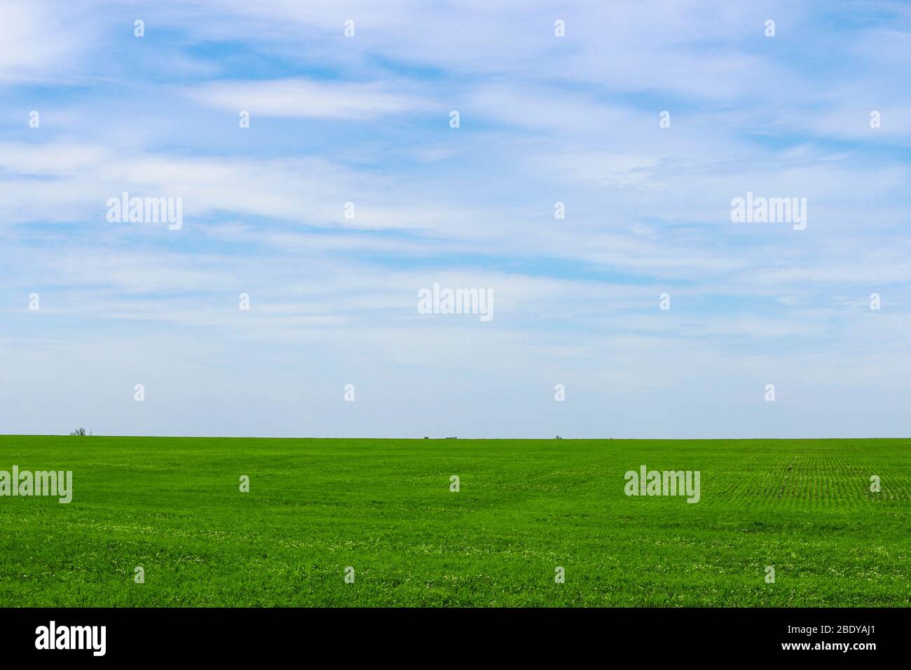 Endless green grain field in spring hi-res stock photography and images ...