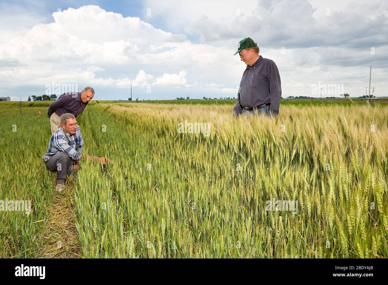 Wheat Growth Experiment Stock Photo - Alamy