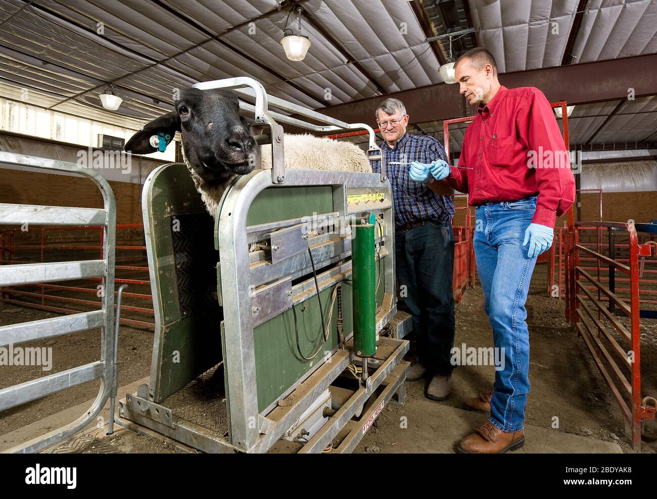 Artificial Insemination of a Sheep Stock Photo - Alamy