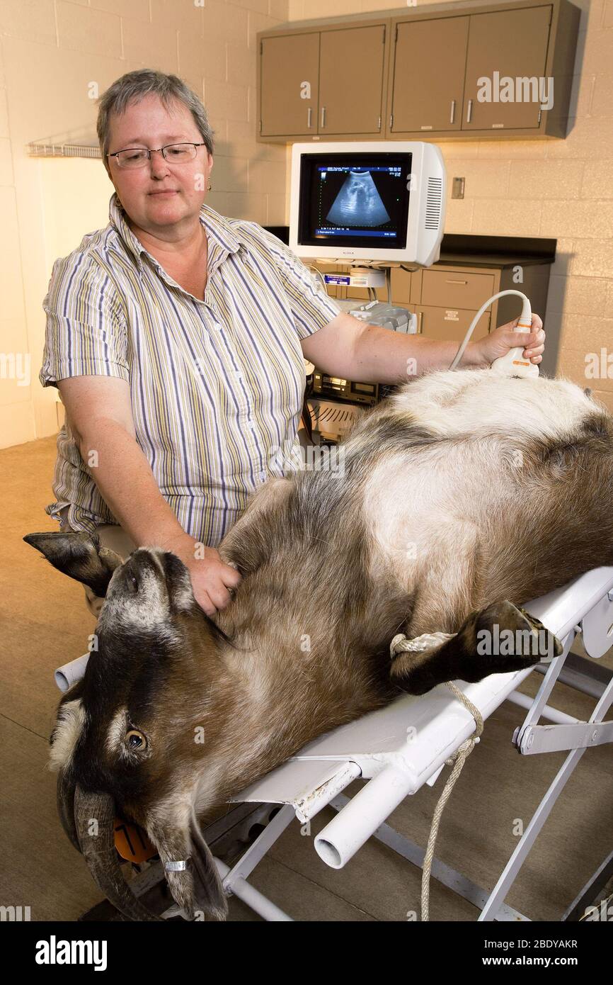 Blood Test For Goat Pregnancy at Vikki Kearney blog