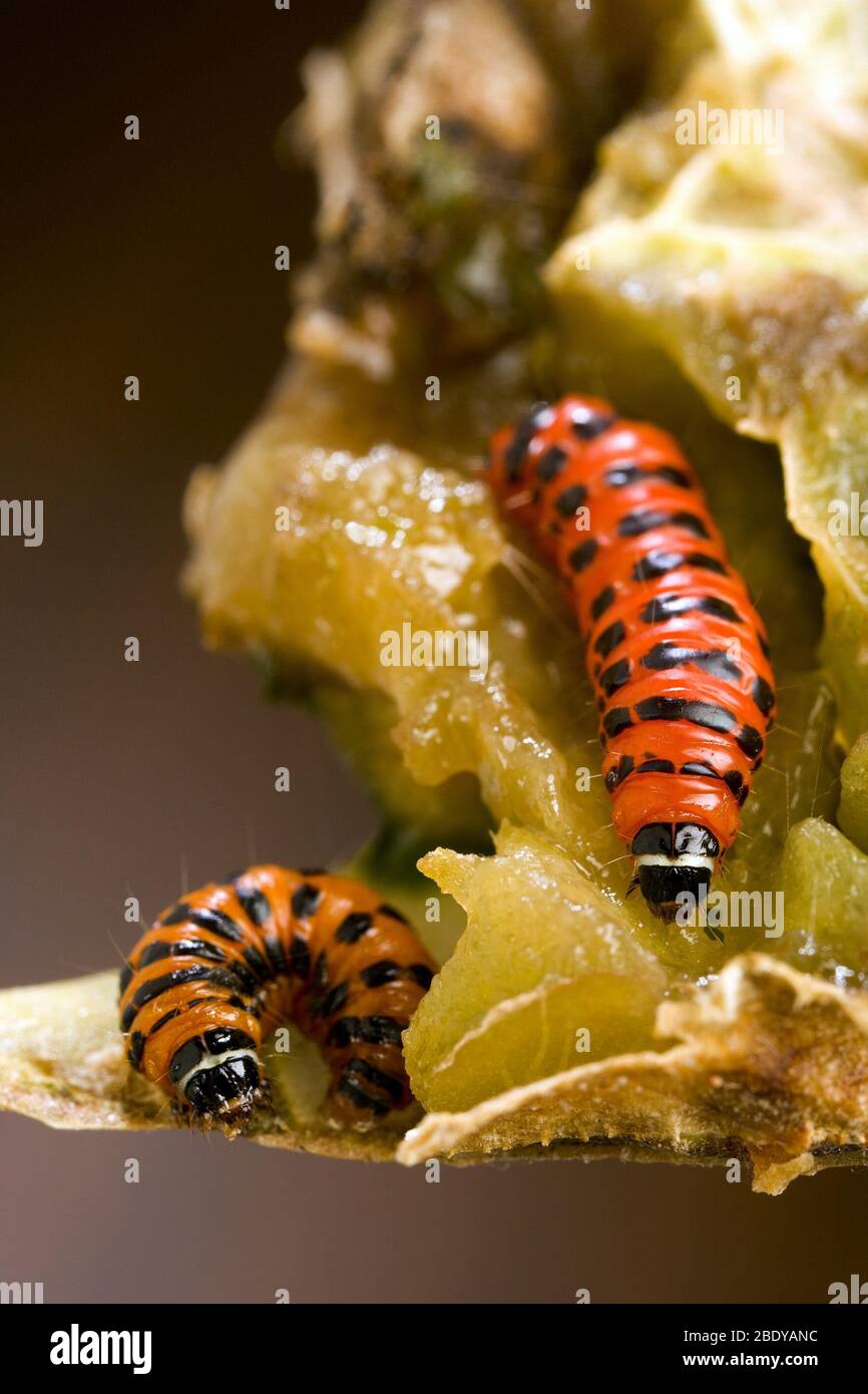 Pyralid moth caterpillar hi-res stock photography and images - Alamy