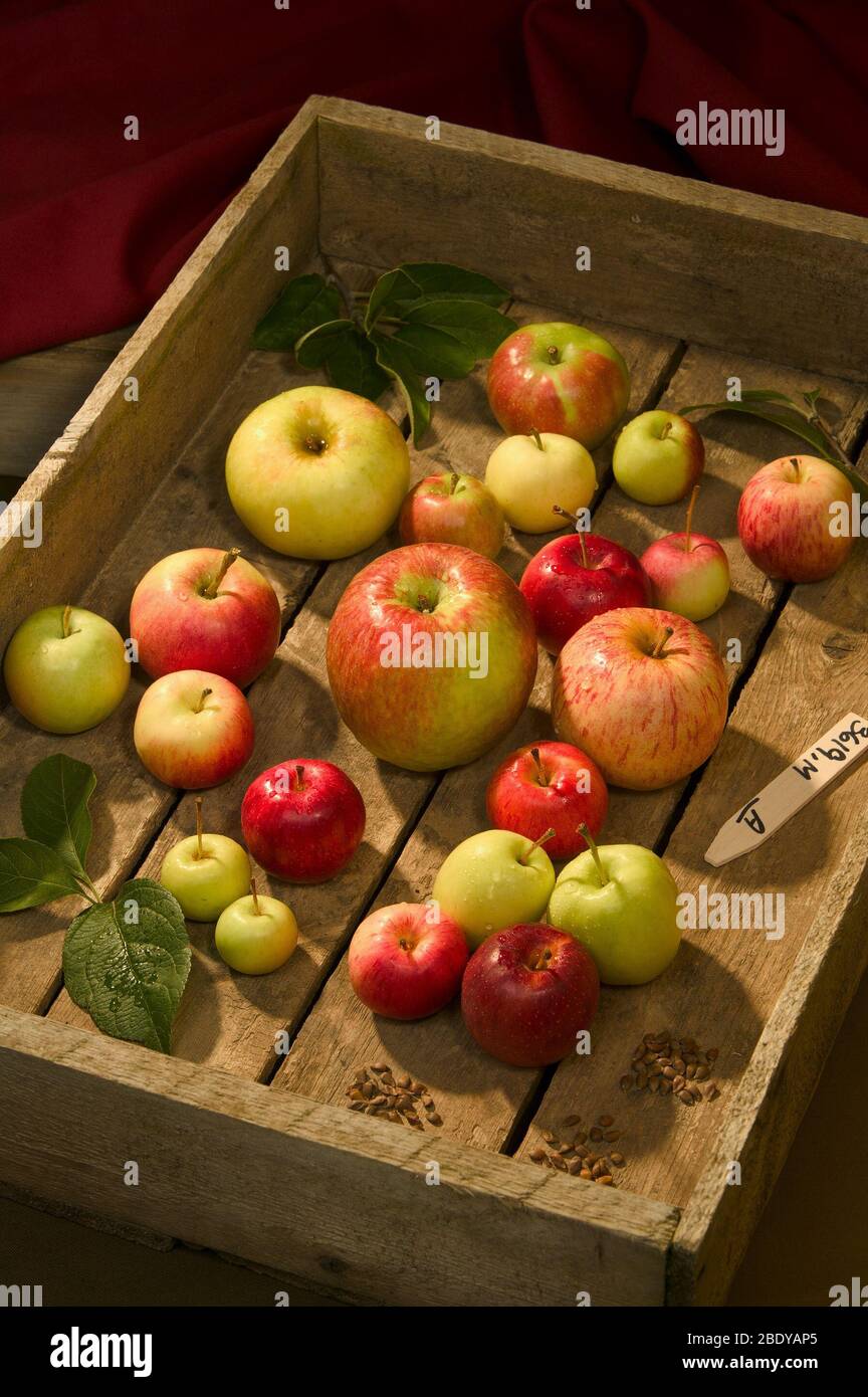 Tame or wild hi-res stock photography and images - Alamy