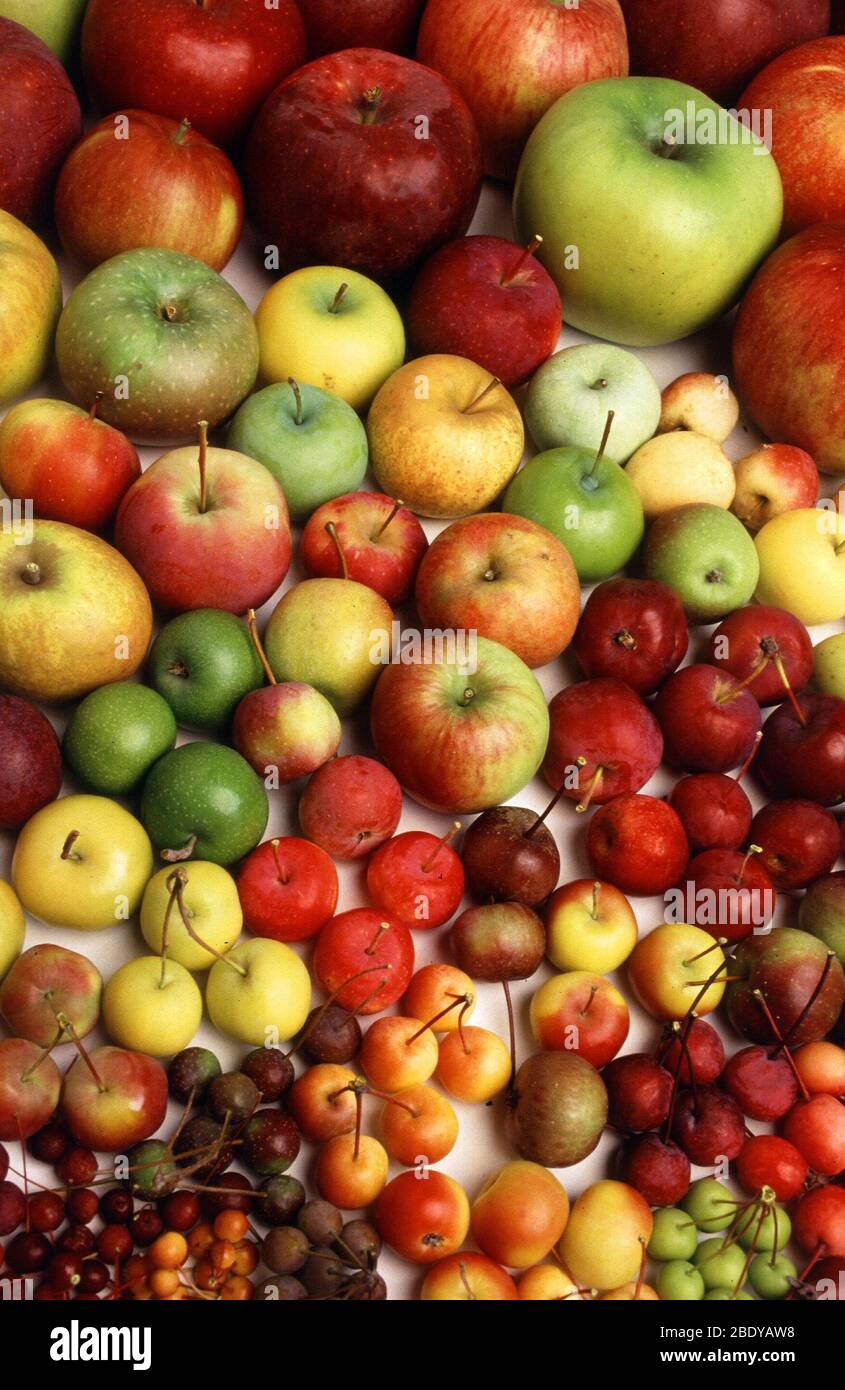 Germplasm High Resolution Stock Photography and Images - Alamy