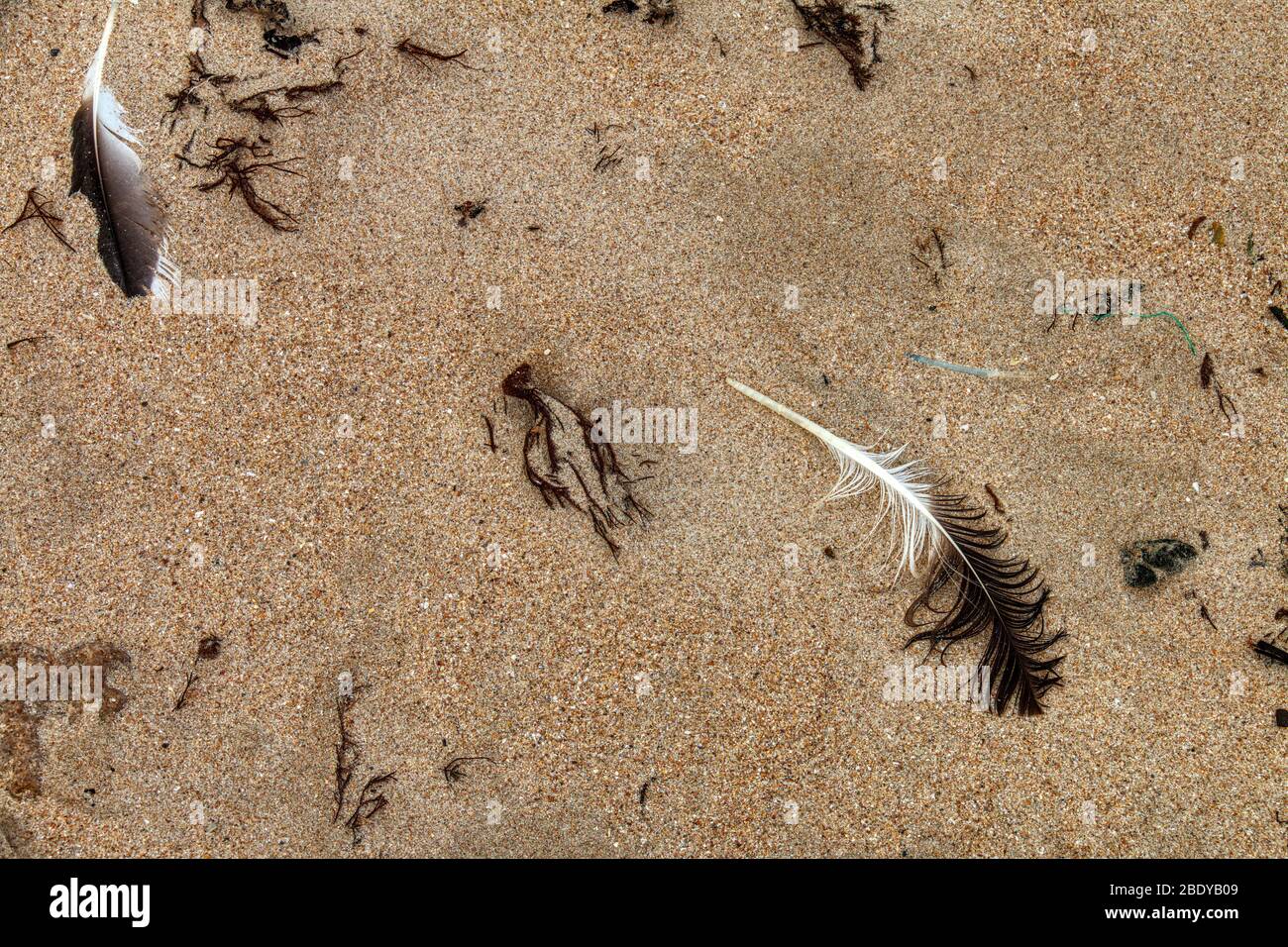 Background. Bird feathers on the beach sand Stock Photo - Alamy