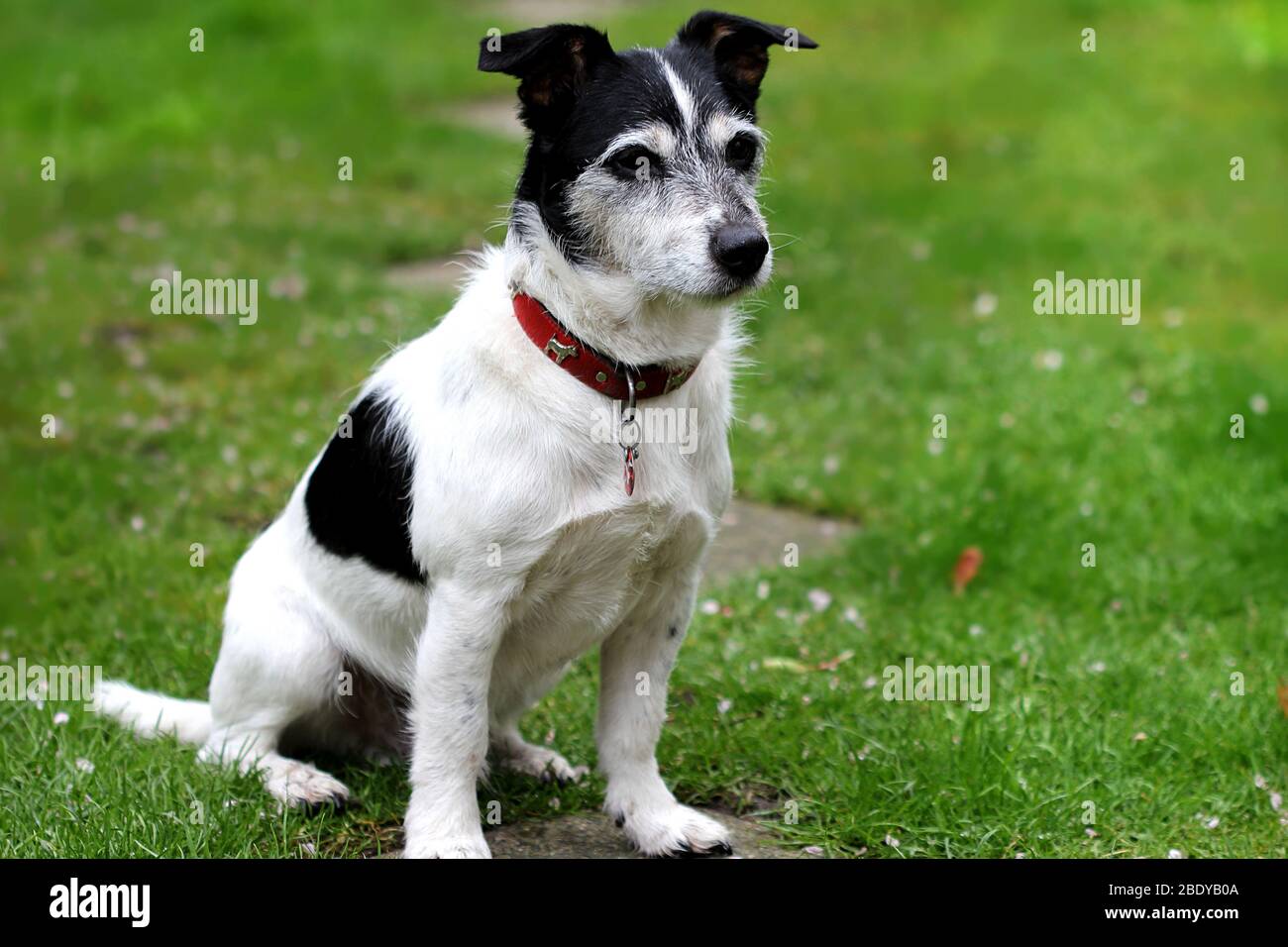 Cute and handsome dog Stock Photo - Alamy