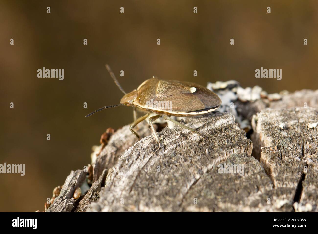 Chlorochroa pinicola hi-res stock photography and images - Alamy