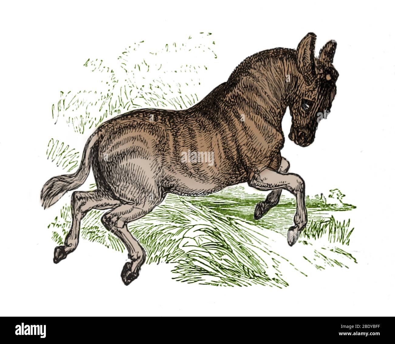 1874 hi-res stock photography and images - Alamy