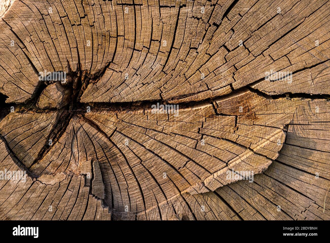 Tree rings showing in a cut log Stock Photo - Alamy
