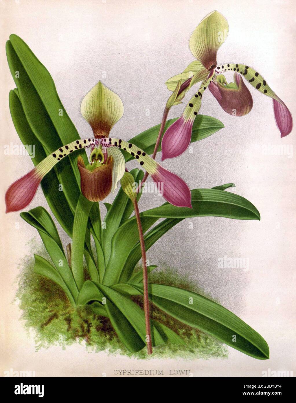 Cypripedium album hi-res stock photography and images - Alamy