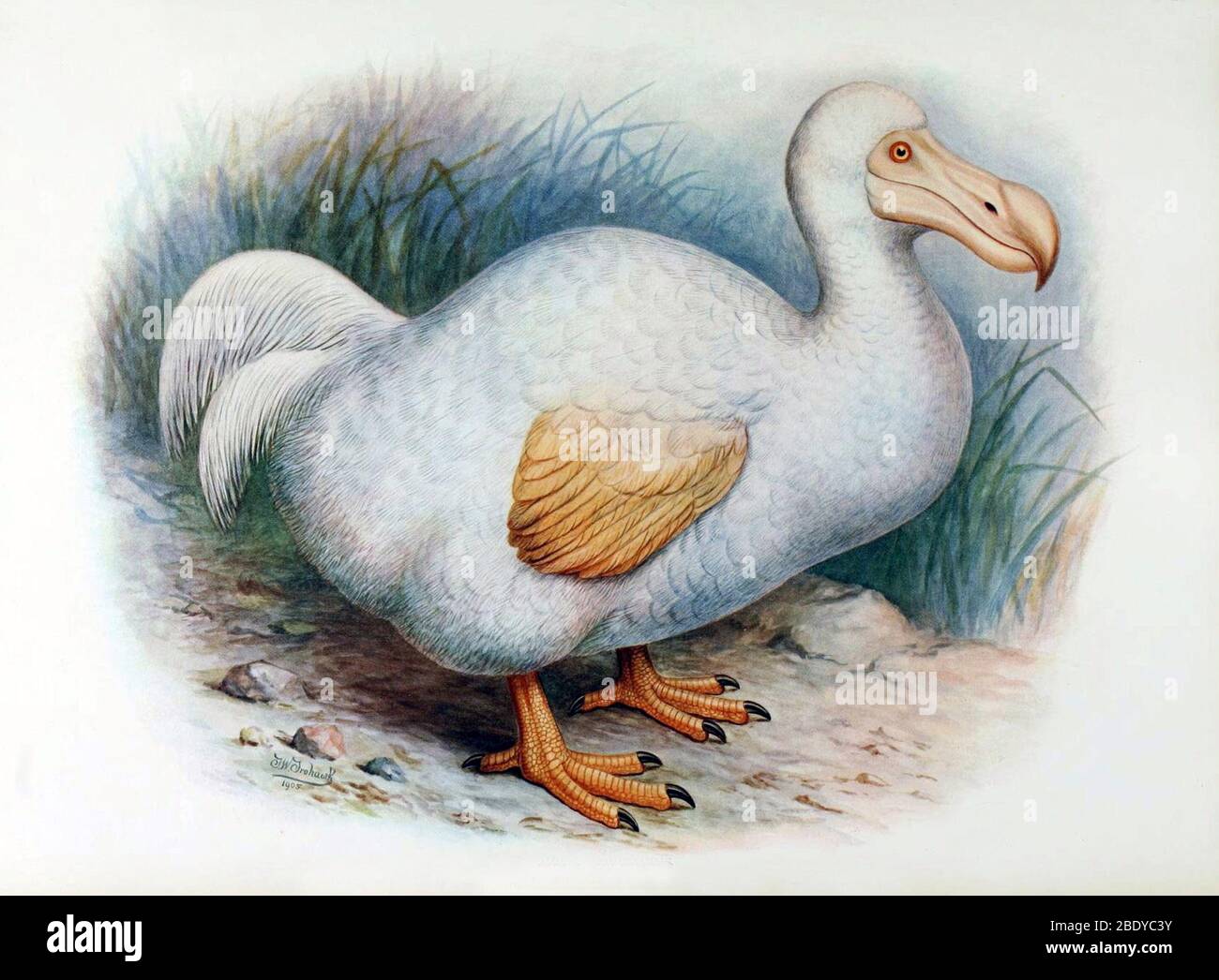 Raphinae hi-res stock photography and images - Alamy