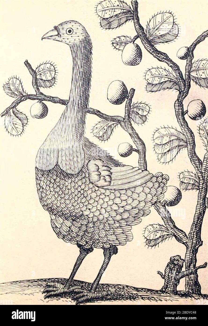 Solitaire of rodriguez hi-res stock photography and images - Alamy