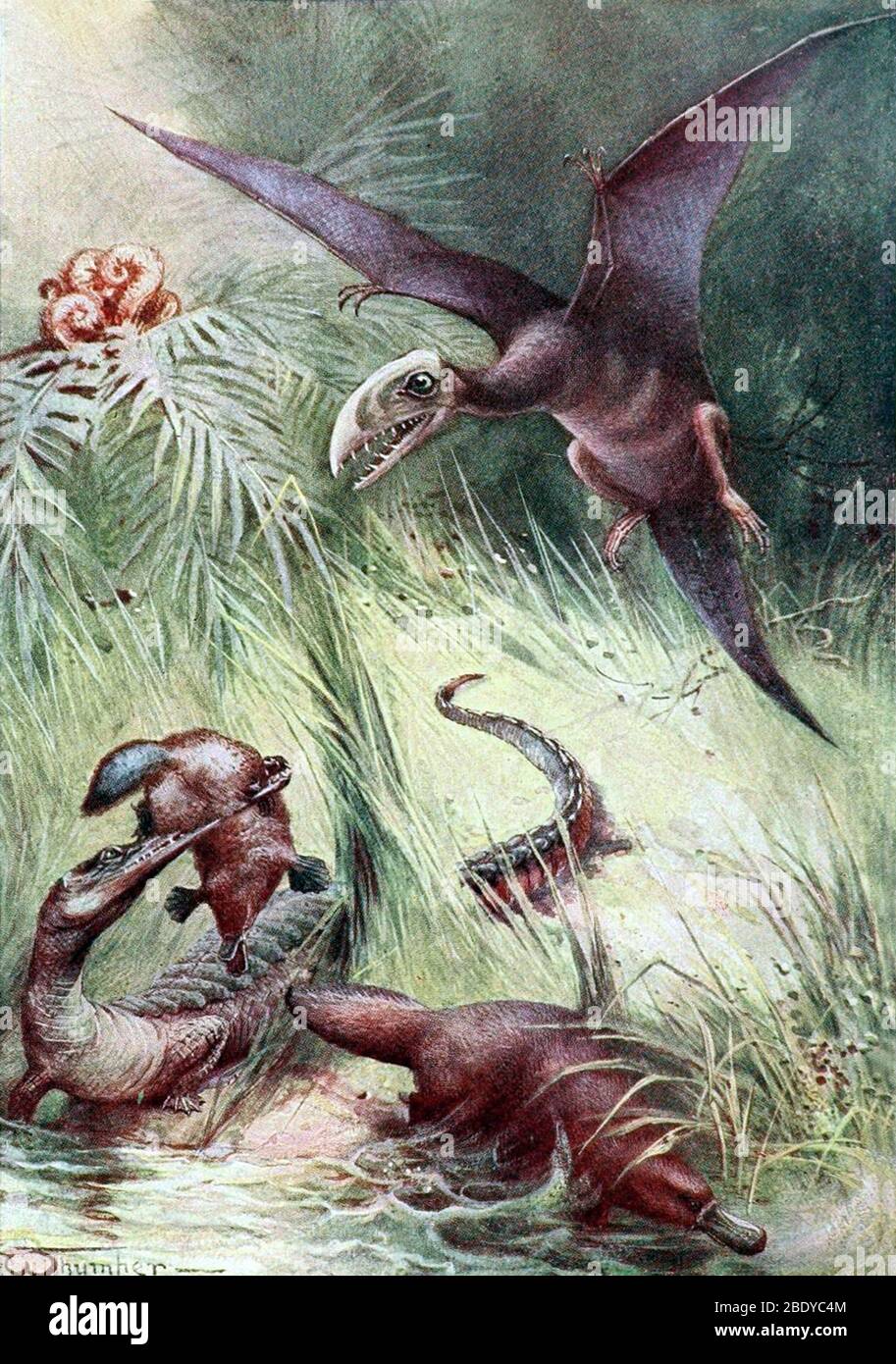 Teleosaurus High Resolution Stock Photography and Images - Alamy