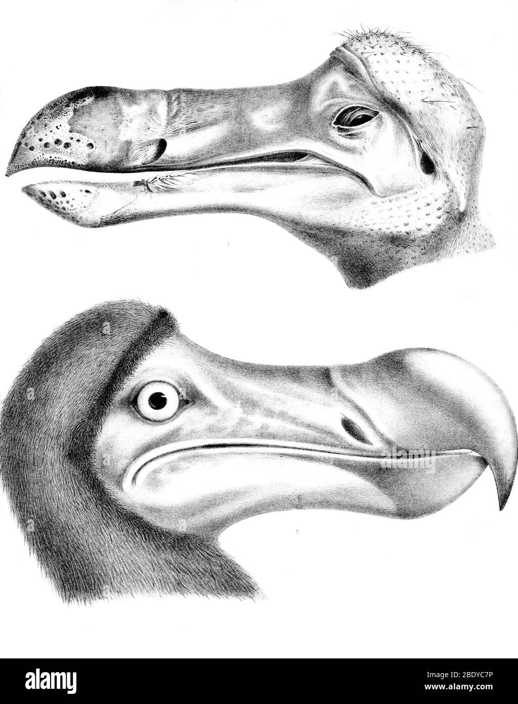 Dodo bird hi-res stock photography and images - Alamy