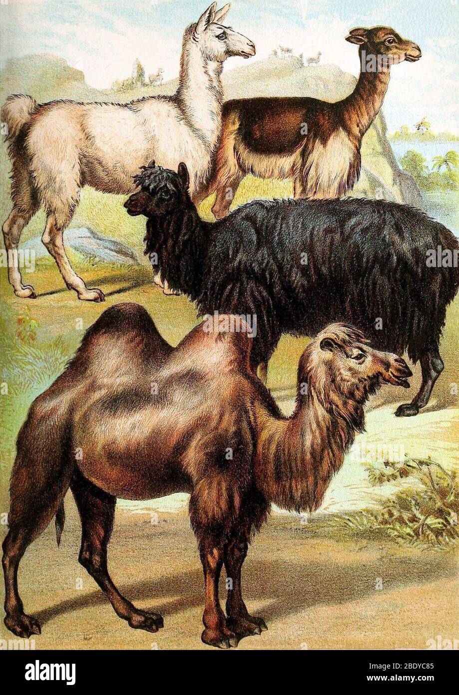 Ungulates hi-res stock photography and images - Alamy